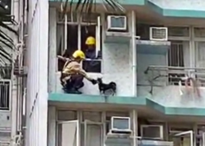 Rescue operation safely retrieves pet dog trapped on ledge after ...
