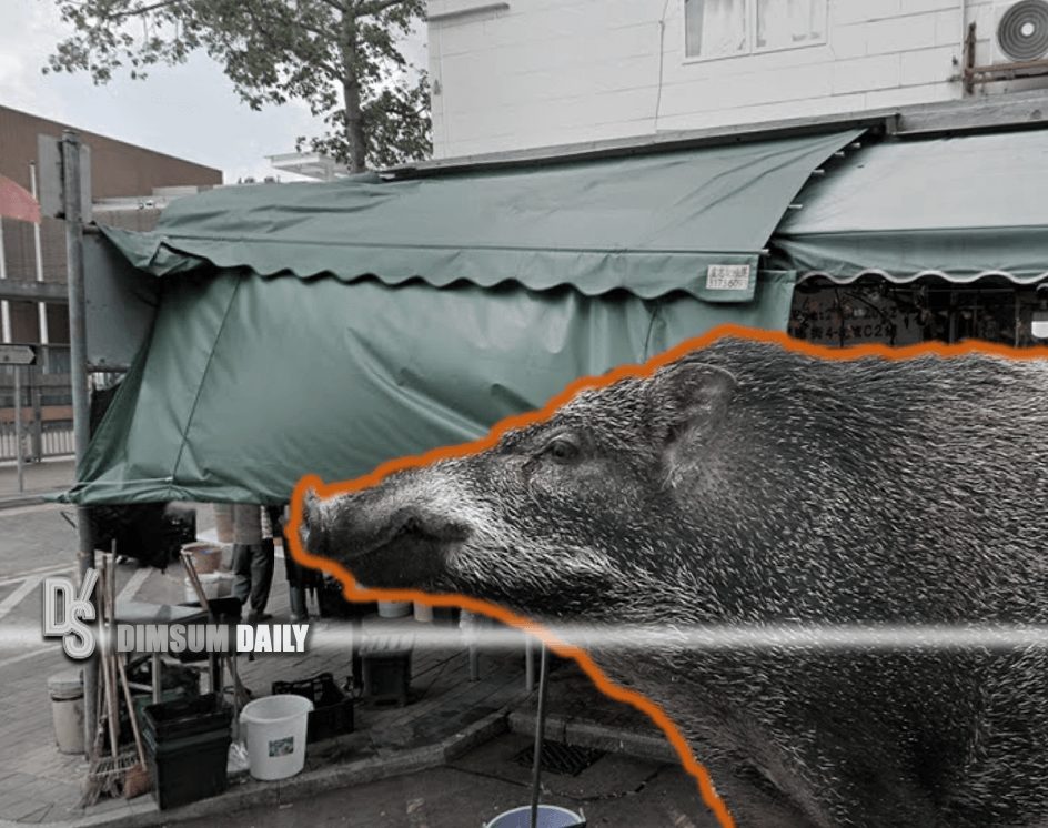 Wild boar invades Mong Kok Flower Market, shop owner injured while ...
