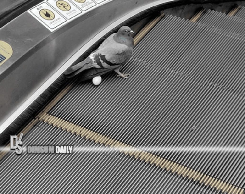 Hilarious photo of pigeon laying an egg on escalator sparks creative ...