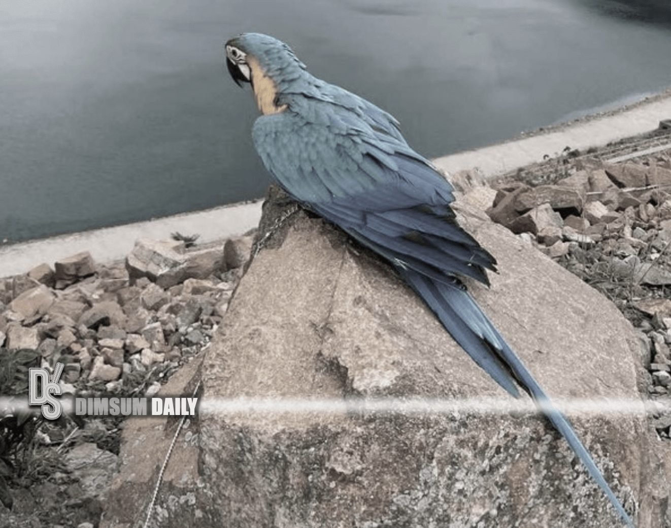 Firefighters deployed in Ma Liu Shui to attempt rescue of suspected ...