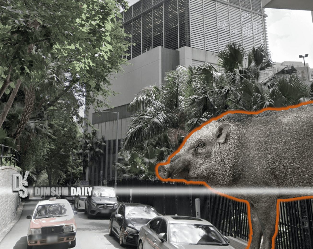 Wild boar injured in a car accident in Mid-Levels - Dimsum Daily