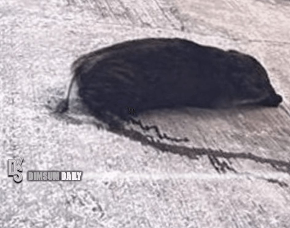 Wild boar leaps from Robinson Road bridge, sustains injuries and flees ...