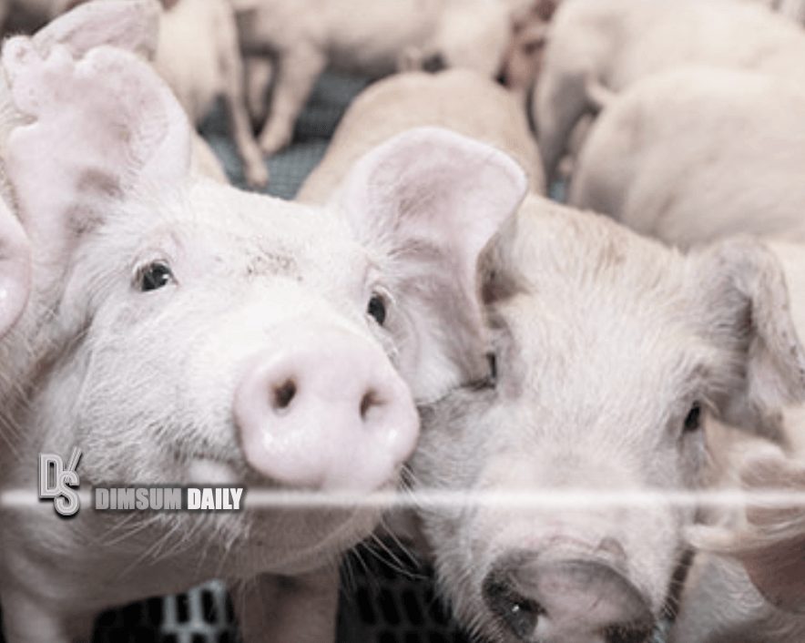 Hong Kong mandates culling of nearly 2,000 pigs amid second African ...