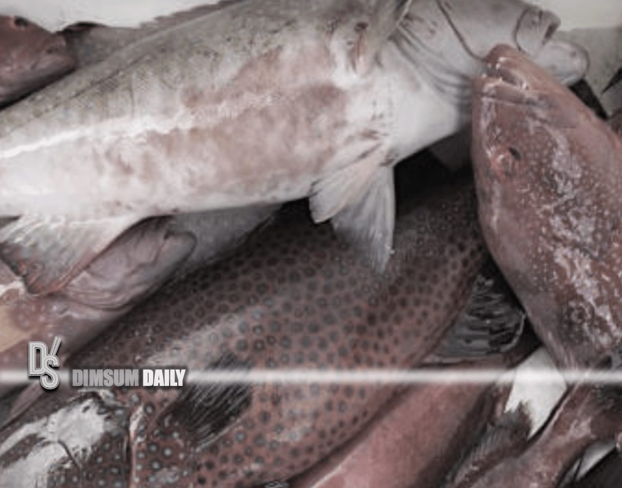 Centre for Health Protection investigates suspected ciguatoxin ...