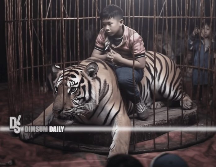 Circus in Guangxi ordered to rectify practices after allowing children ...