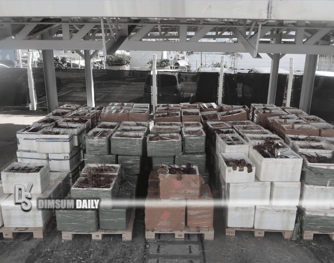 Hong Kong Customs seizes suspected smuggled lobsters worth HK$1.3 ...