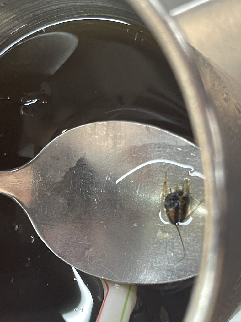 Cockroach discovered in drink served at Goof Off Cafe in Kennedy Town ...