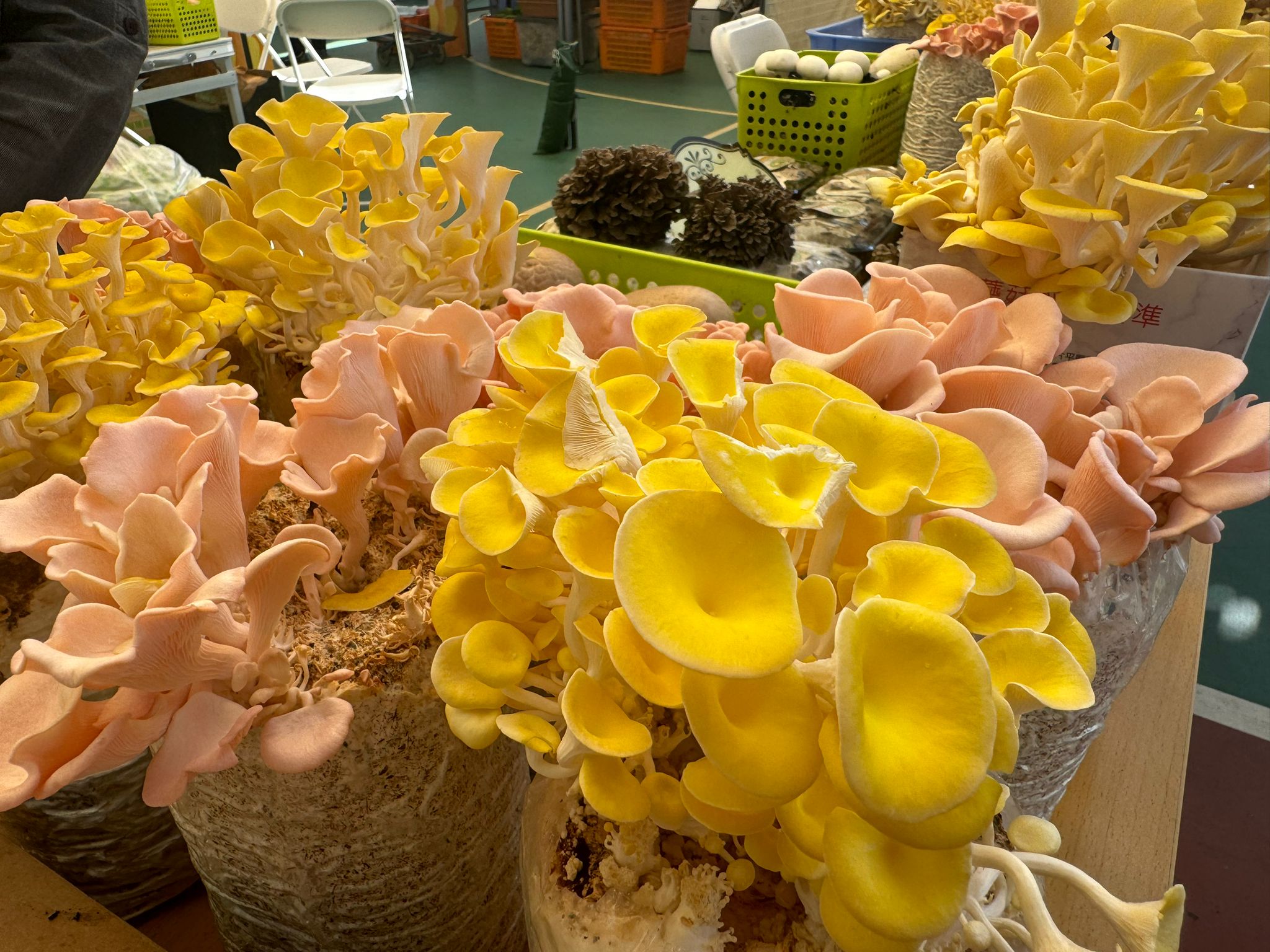 FarmFest 2024 showcases local agricultural and fisheries products at Fa ...