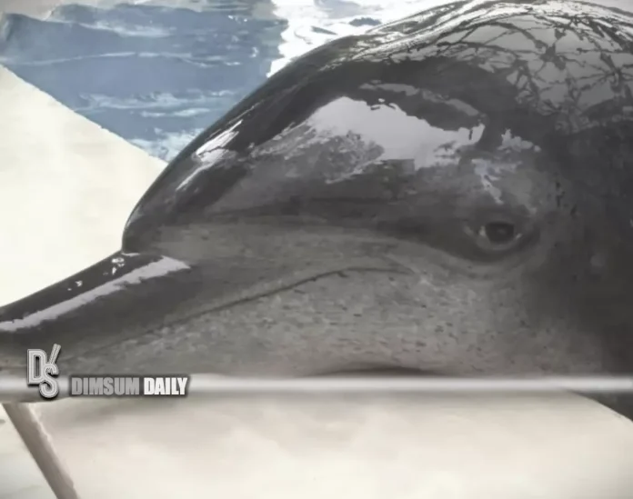 Oldest male dolphin, Molly, passes away at Ocean Park at the age of 40 ...