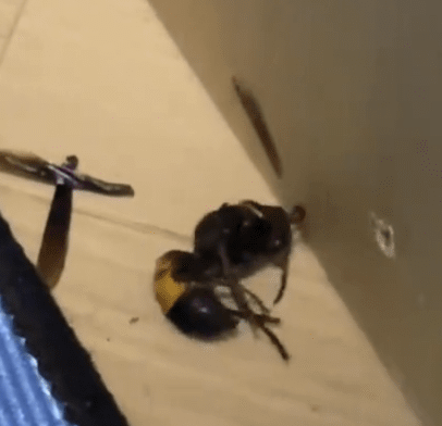 Chinese student stung by bee, eejected by clinic, breaks down in ...