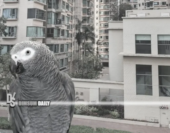 Lost parrot rescued from tree in Ma On Shan awaits reunion with owner ...