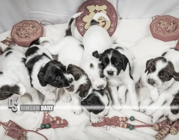 HK Customs' Canine unit introduces 8 new recruits as Beagle puppies ...