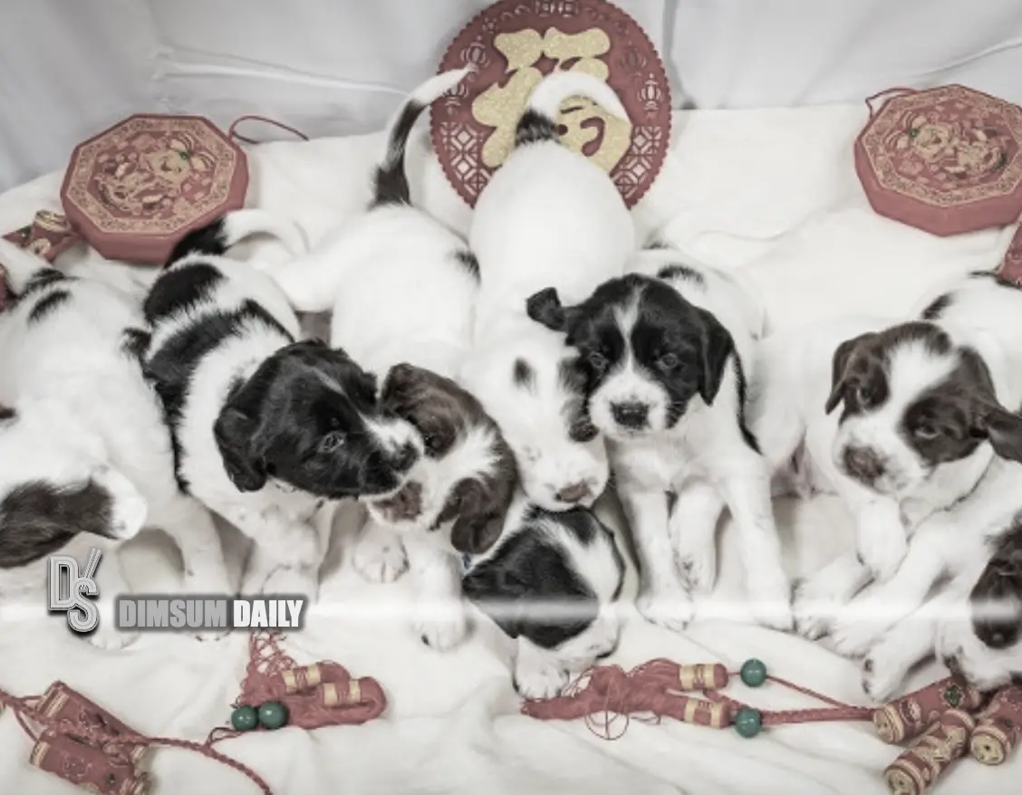 HK Customs' Canine unit introduces 8 new recruits as Beagle puppies ...