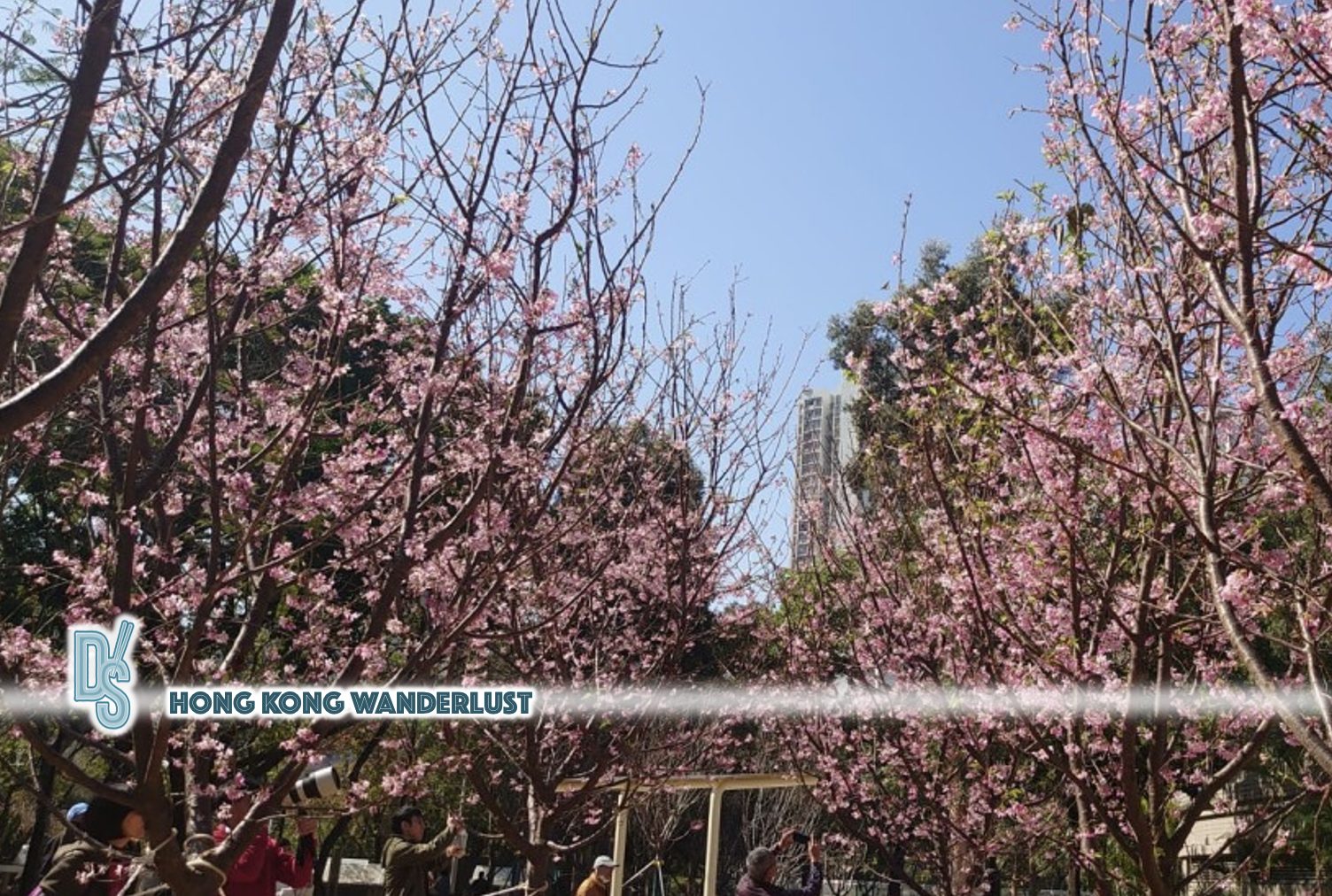 Tin Shui Wai Park blossoms into a pink paradise with blooming double ...