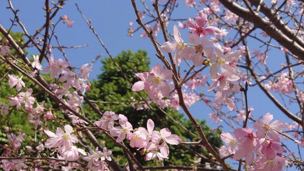 Tin Shui Wai Park blossoms into a pink paradise with blooming double ...