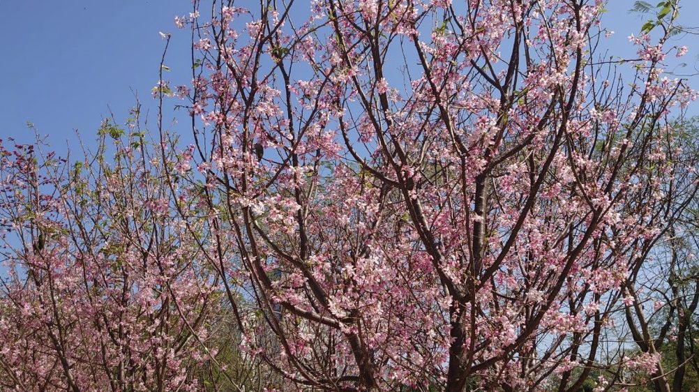 Tin Shui Wai Park blossoms into a pink paradise with blooming double ...