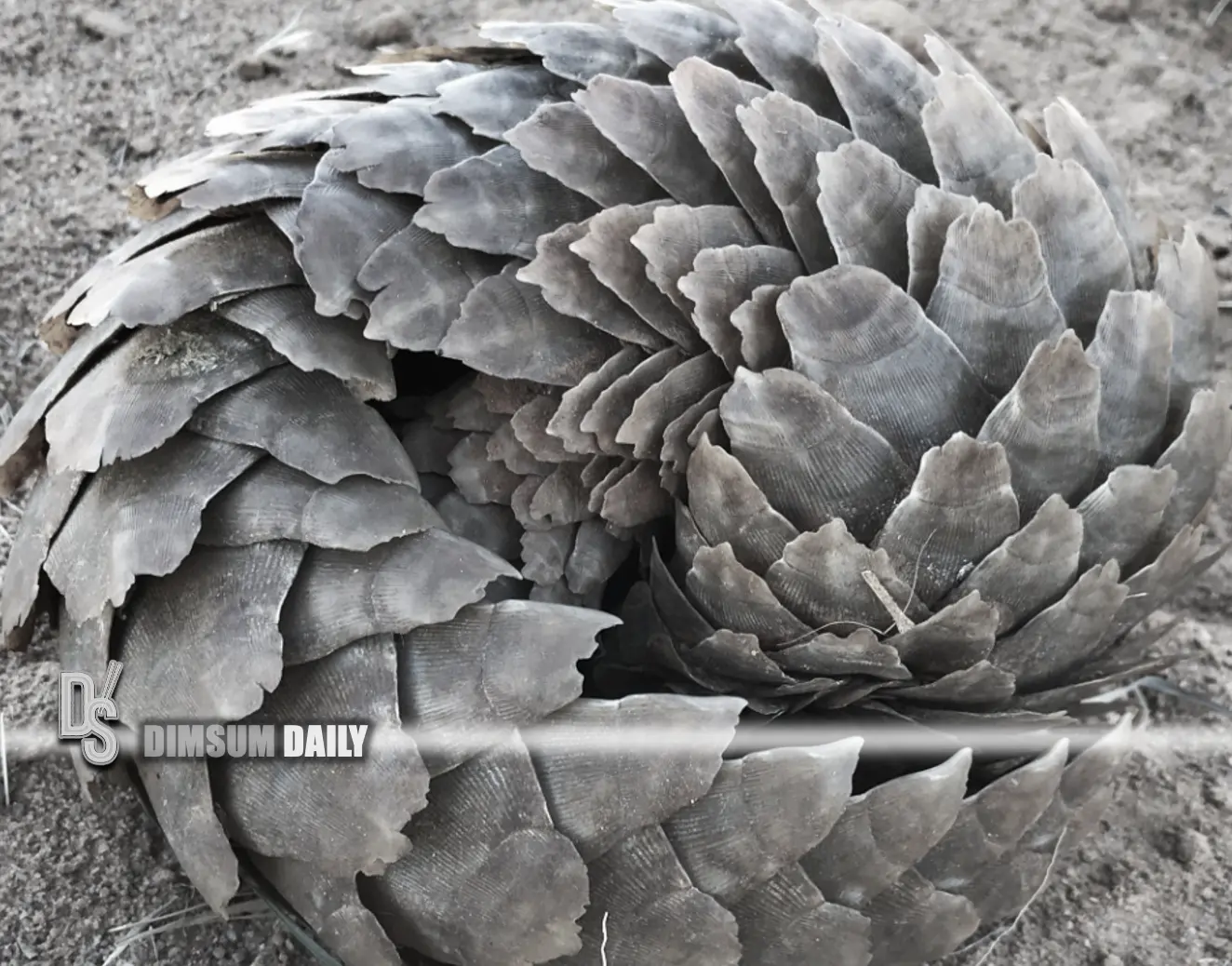 Hong Kong man sentenced to 48 months in prison for pangolin scale ...