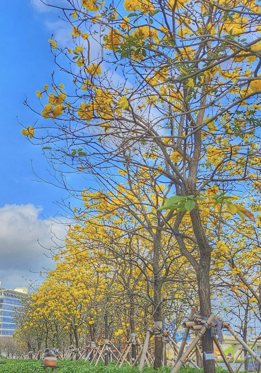 Tung Chung's Yellow Trumpet Trees blossom in a spectacular display ...