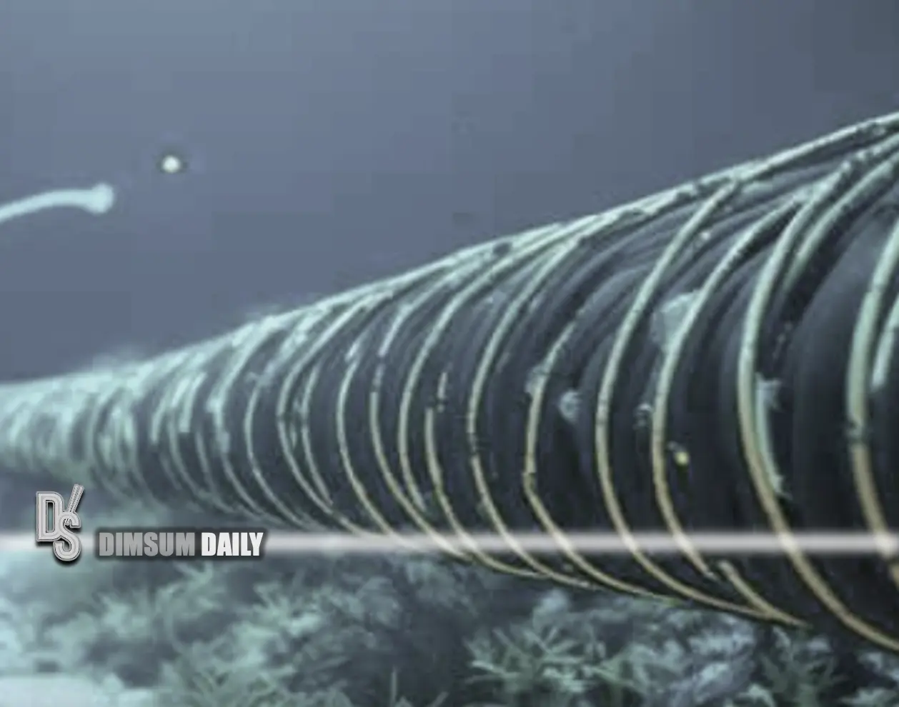 Red sea cable disruption spurs swift response from Hong Kong Telecoms ...