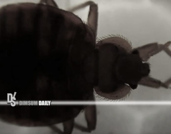 Super bed bugs invade Japan, spotted fearlessly in Tokyo and Osaka ...