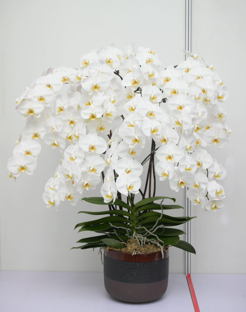 Prestigious Hong Kong Flower Show awards bloom with new Ccampions ...