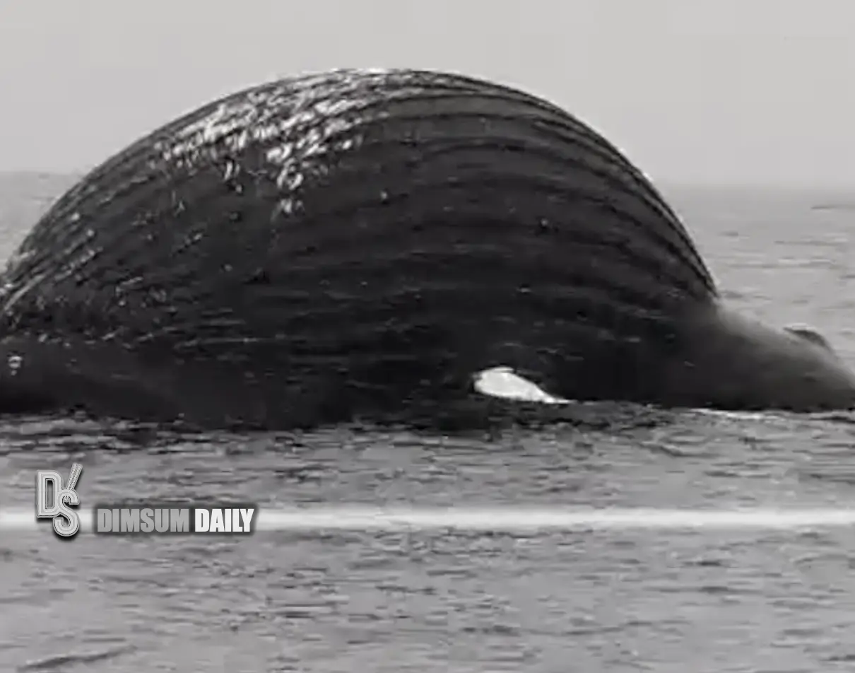 Norwegian fishermen encounter swelling whale carcass at sea - Dimsum Daily