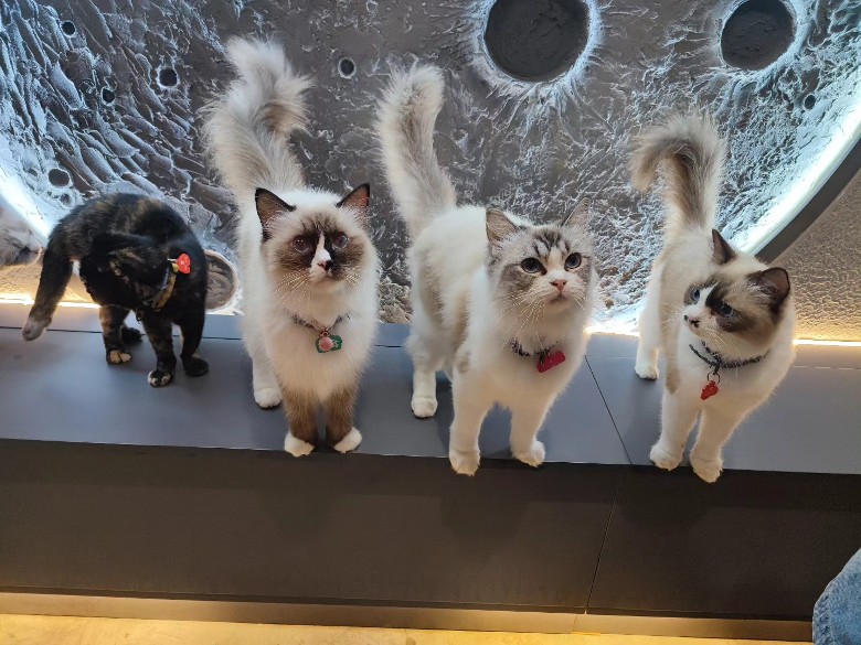 Tuen Mun cat café temporarily shuts down and issues apology following ...
