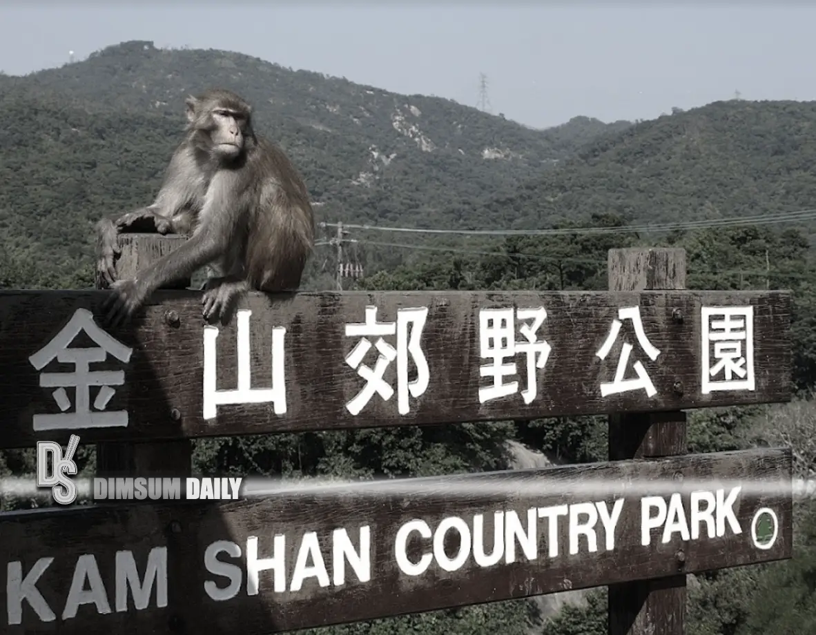 Monkey encounter lands 37-year-old man in ICU with B virus infection ...