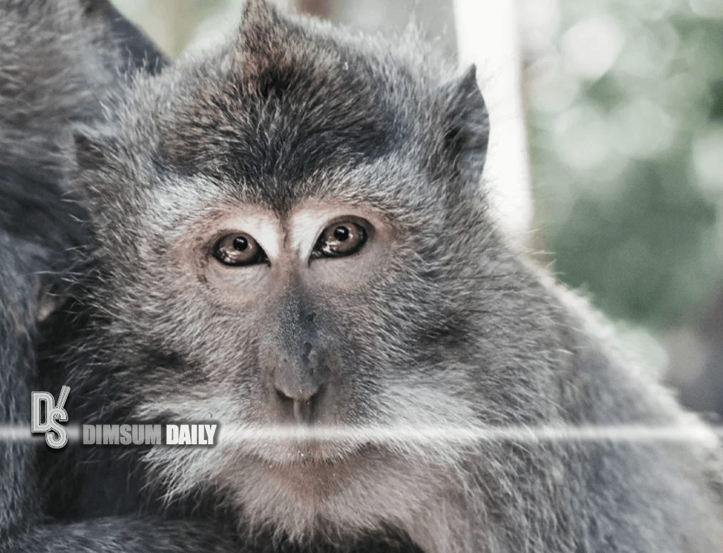 Public reminded of guidelines for interacting with monkeys following ...