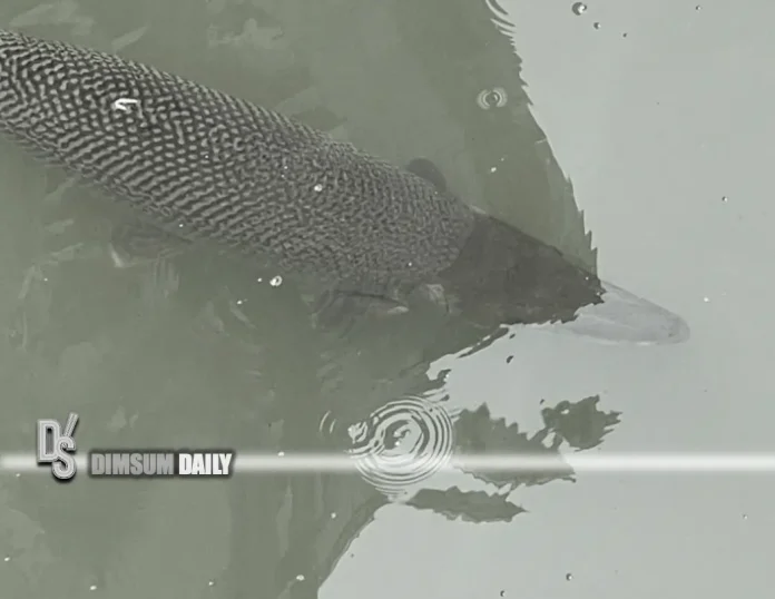 Giant mysterious fish sighting in Kai Tak River draws curious onlookers ...