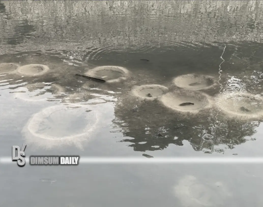 Mysterious circular patterns discovered in Lam Tsuen River, Tai Po ...