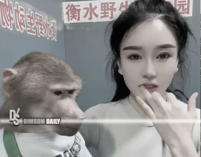 Chinese social media influencer sparks concern with monkey exploitation ...