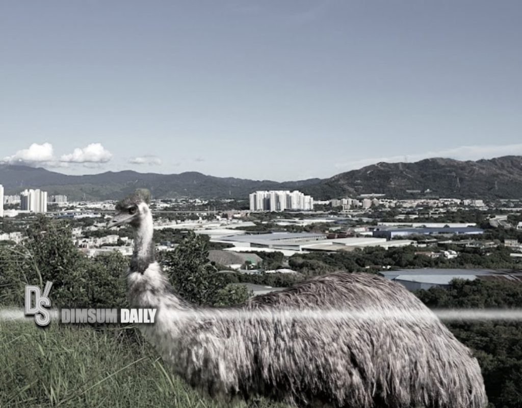 Farm owners successfully retrieve runaway emus in Lau Fau Shan - Dimsum ...