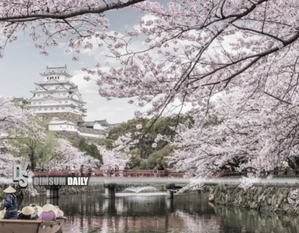 Sakura Japan - Dimsum Daily