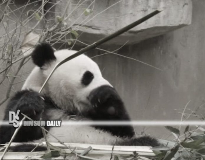 New panda ambassadors land in Madrid from China