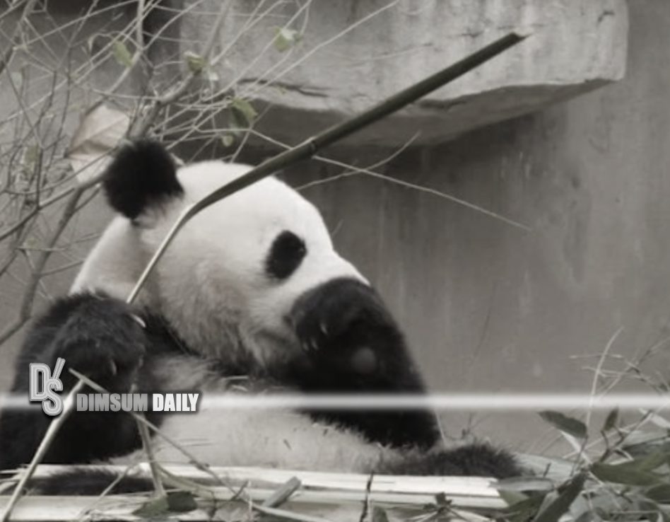 Madrid-panda - Dimsum Daily