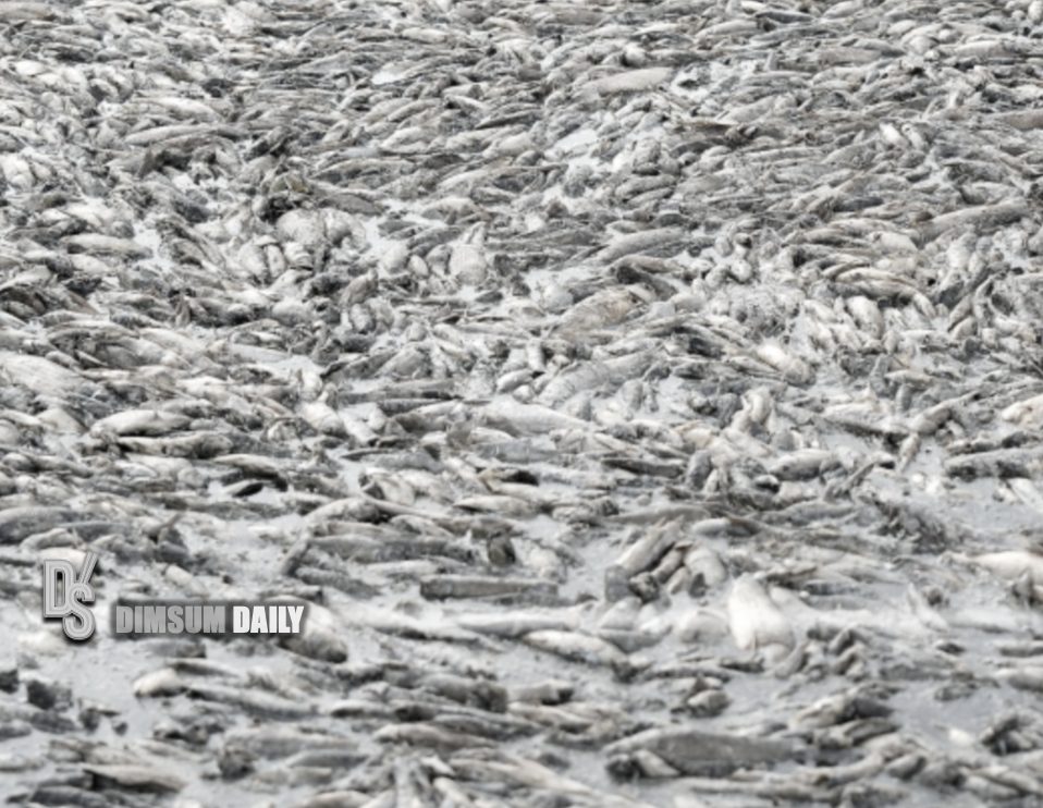 Hundreds of thousands of fish perish in southern Vietnam reservoir due ...