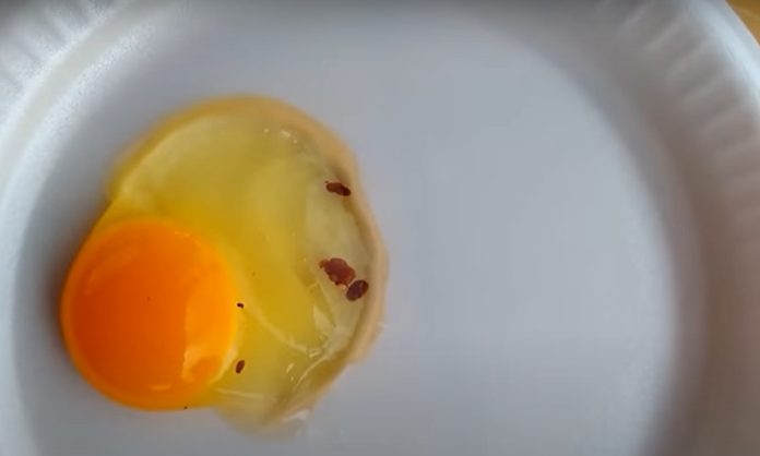 Unveiling the mysteries of dark spots in eggs: A concern for food ...