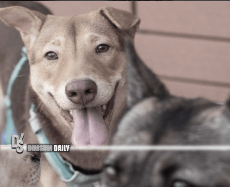 Hong Kong government considers harmonising pet microchip standards with ...