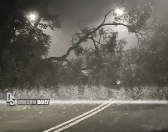 Tree collapse blocks both lanes on Route Twisk - Dimsum Daily