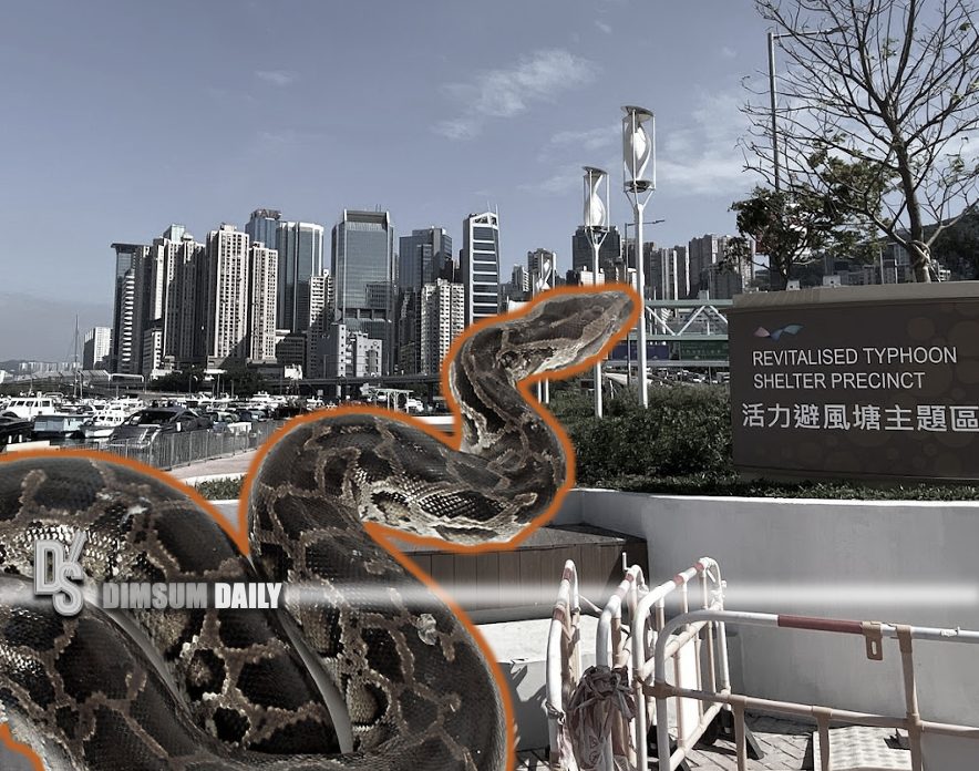 Six-foot Burmese python found hiding at Revitalised Typhoon Shelter ...