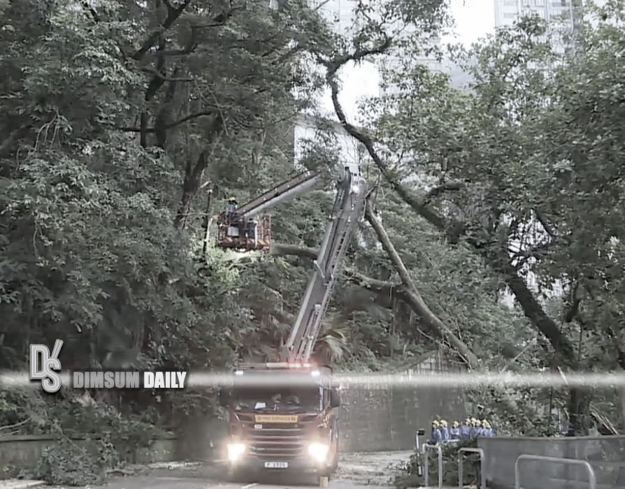 Amber Rainstorm Warning cancelled after up to 2 hours, tree uprooted on ...