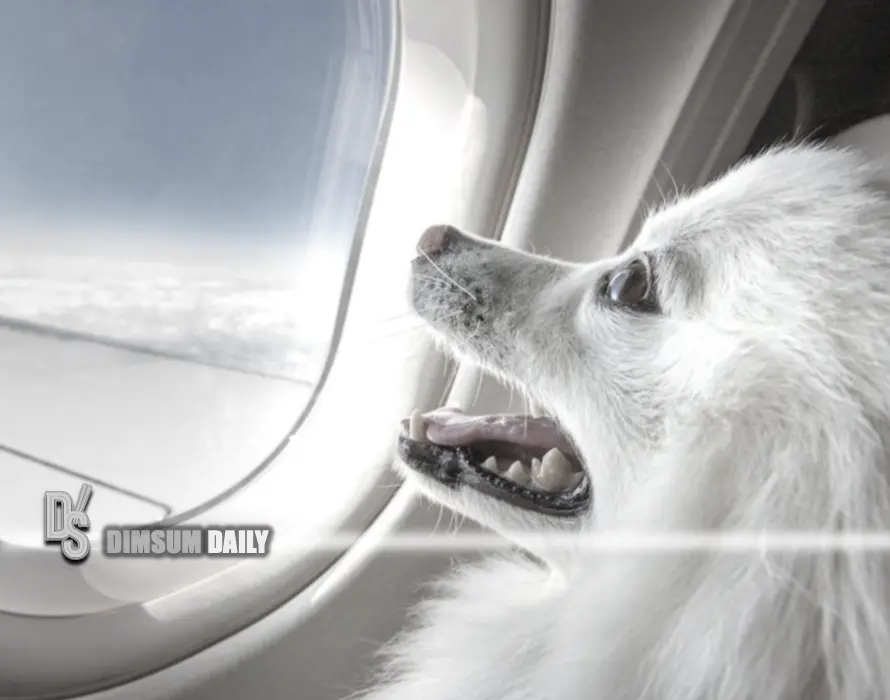 Shanghai welcomes pet owners on special flight, setting a trail for pet ...