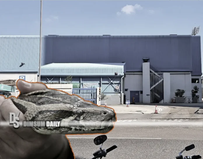 10-foot python captured at Island East Transfer Station in Chai Wan ...