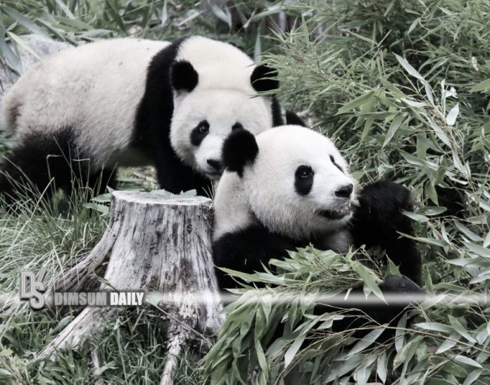 Two giant pandas, Yun Chuan and Xin Bao, arrive in California for international cooperation on ...