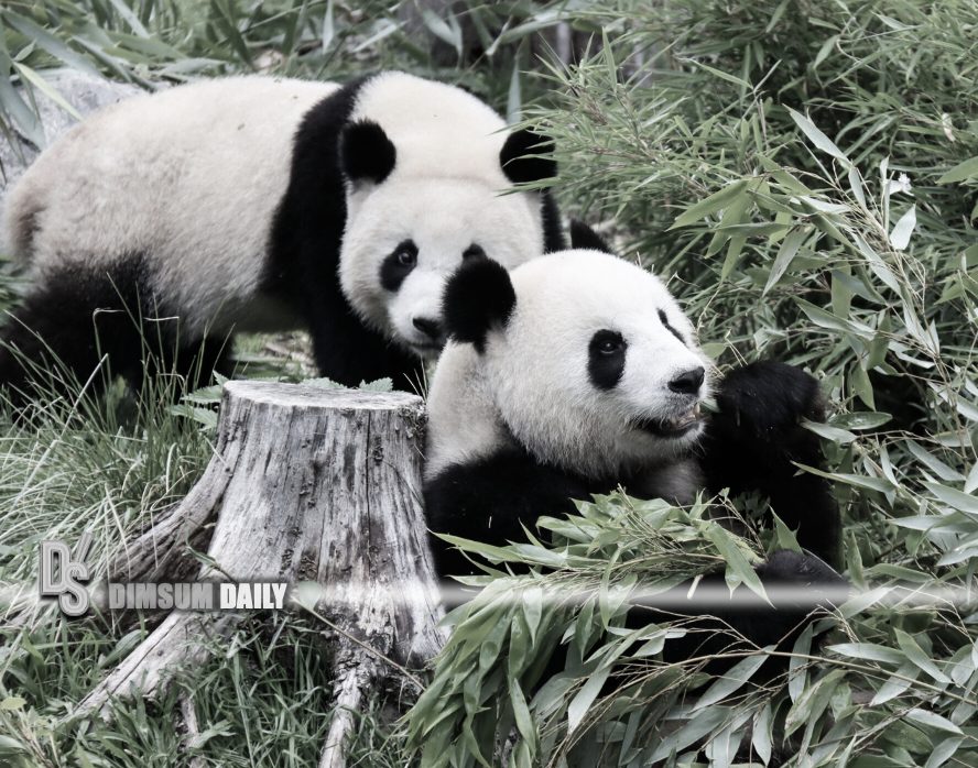 Two giant pandas, Yun Chuan and Xin Bao, arrive in California for international cooperation on ...