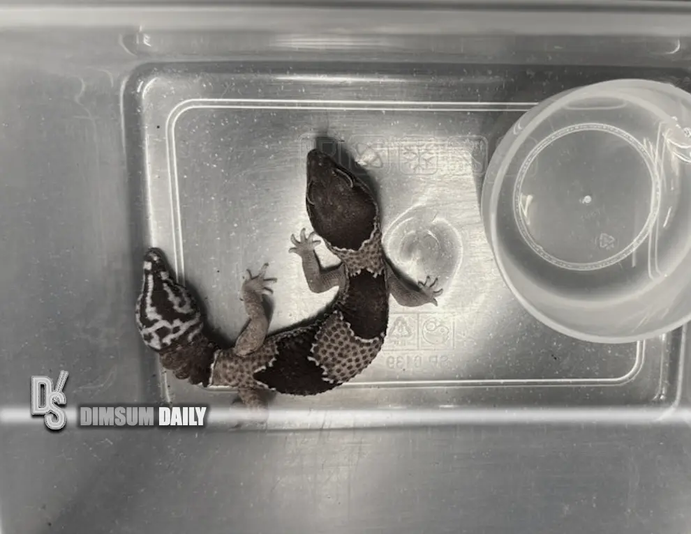 African fat-tailed gecko found on the first floor of Hong Cheung House ...
