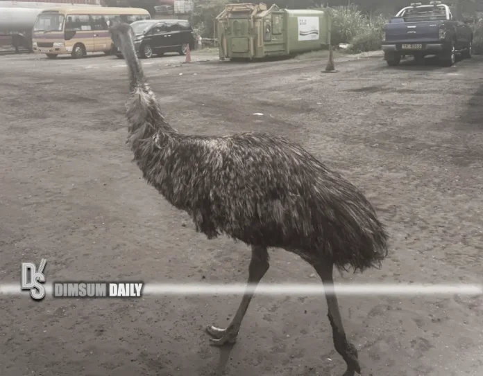 AFCD seeks a permanent home for an Australian emu lost in Tin Shui Wai ...