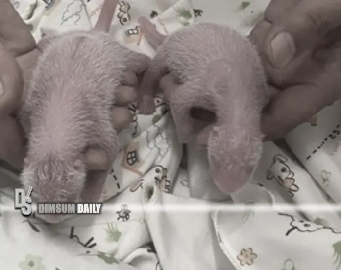 Ocean Park panda twins stable, public access promised - Dimsum Daily