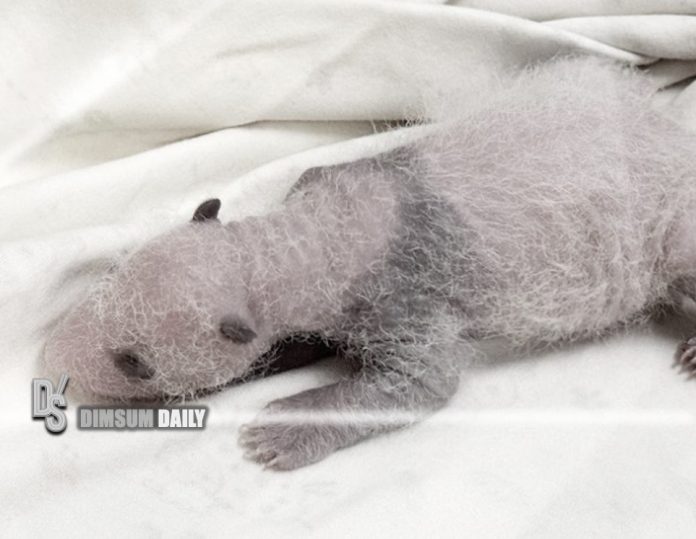 Ocean Park reveals new photos of panda cubs, showcasing distinct markings